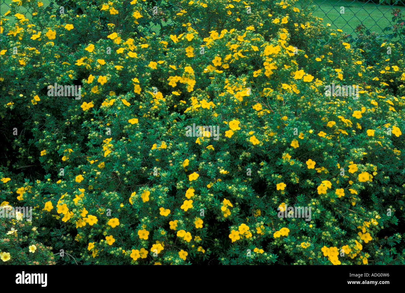 Potentilla fruticosa shrubby cinquefoil hi-res stock photography and ...
