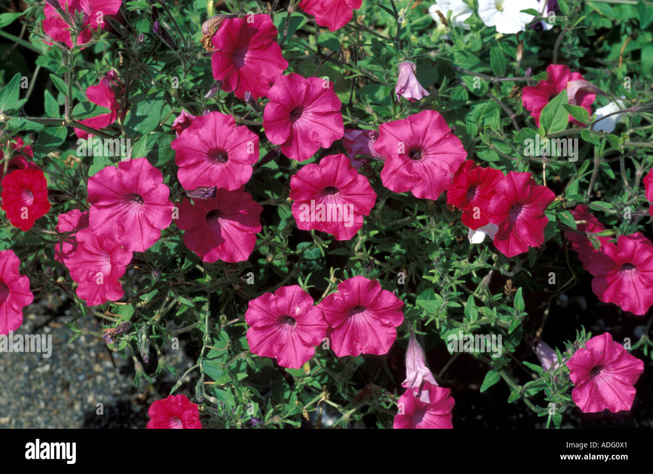 Purple petunia x hybrida hi-res stock photography and images - Alamy