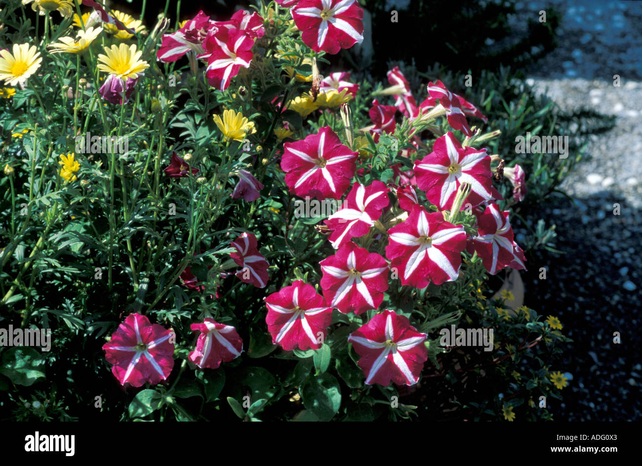 Purple petunia x hybrida hi-res stock photography and images - Alamy
