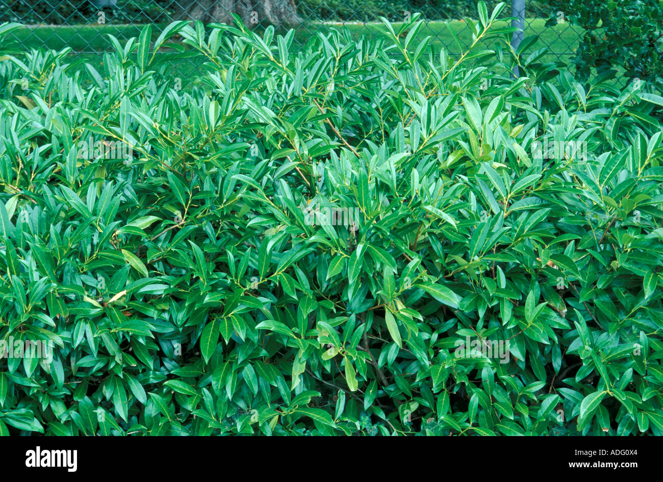 Laurel italy hi-res stock photography and images - Alamy