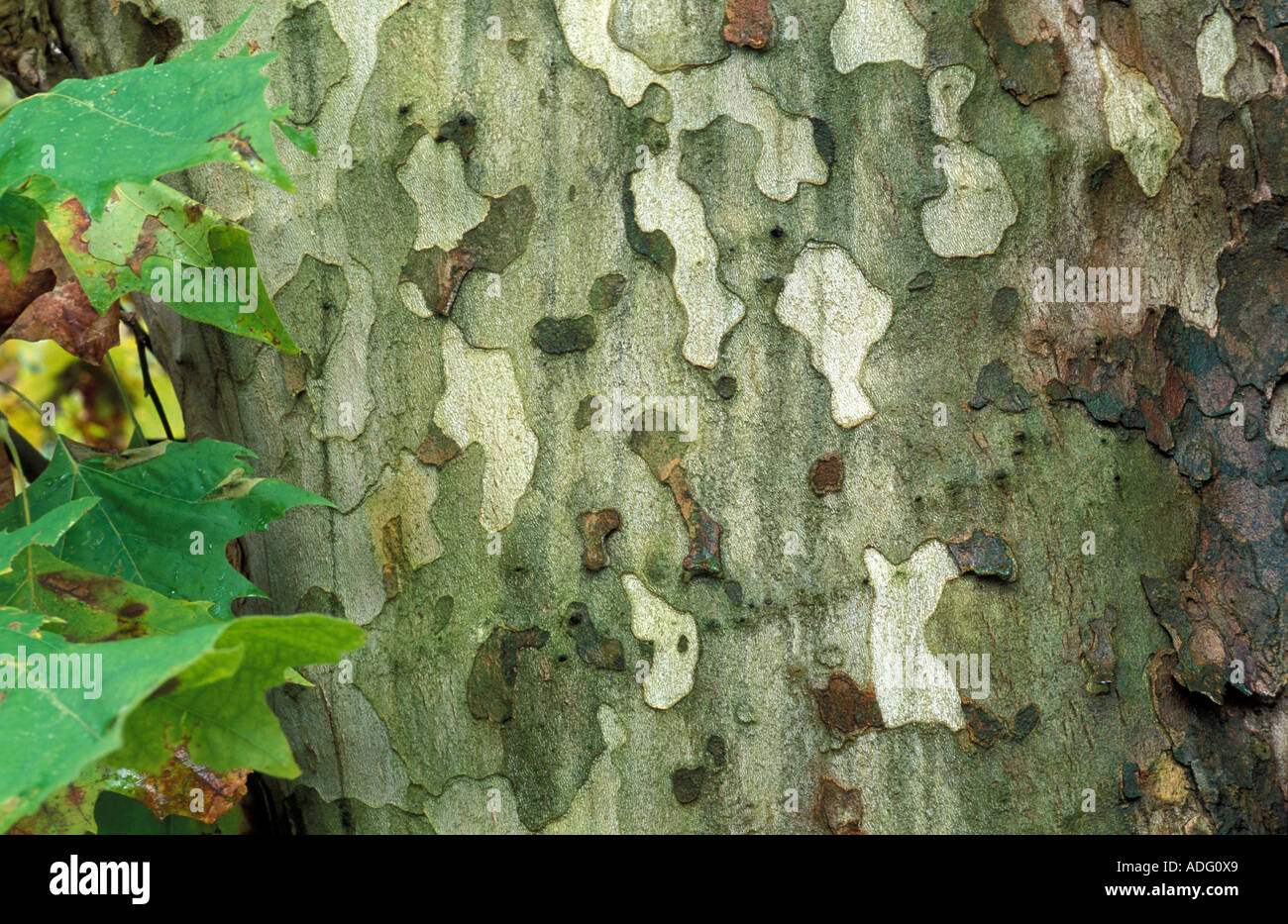 Platano tree hi-res stock photography and images - Alamy