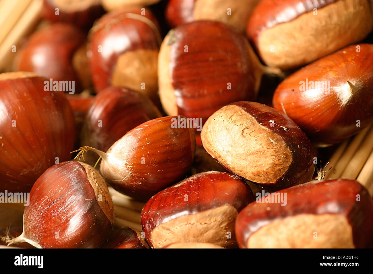 Chestnut Maraval Italy Stock Photo - Alamy
