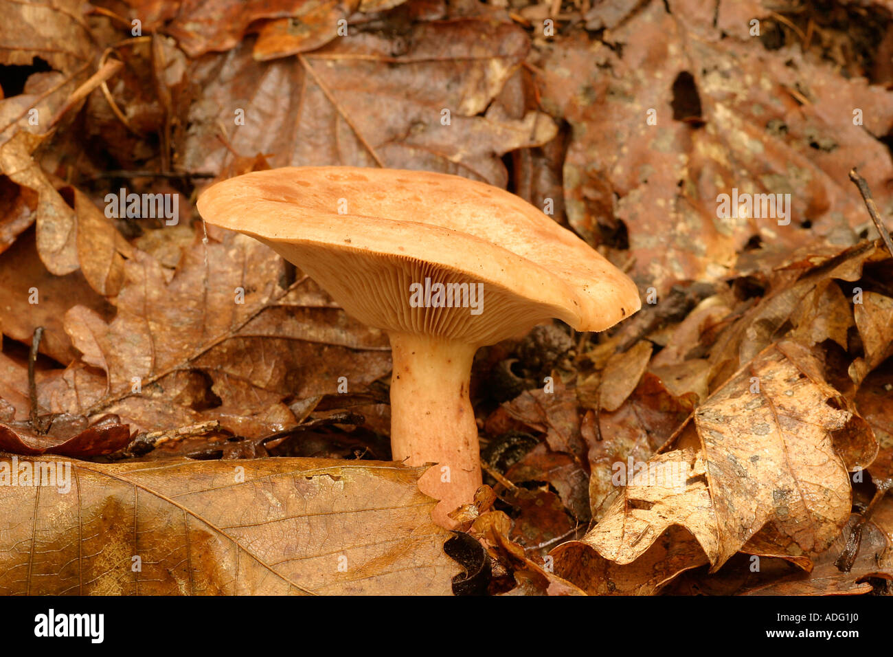 Lactarius sp hi-res stock photography and images - Alamy