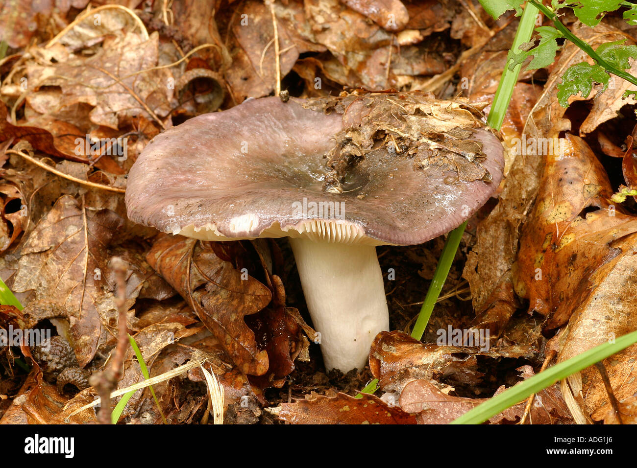 Violacea hi-res stock photography and images - Alamy