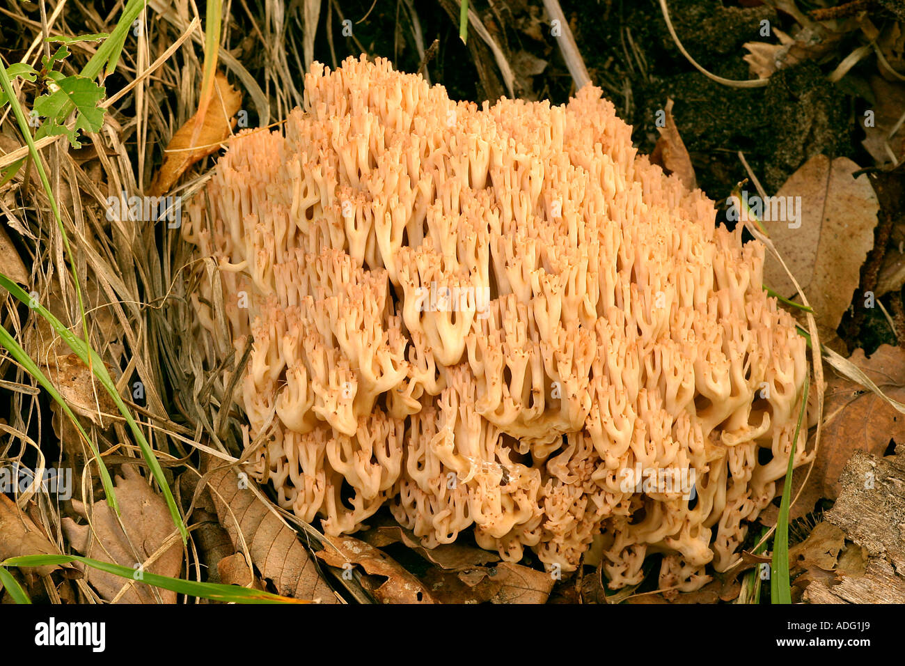 Ramaria Pallida Mushroom High Resolution Stock Photography and Images ...