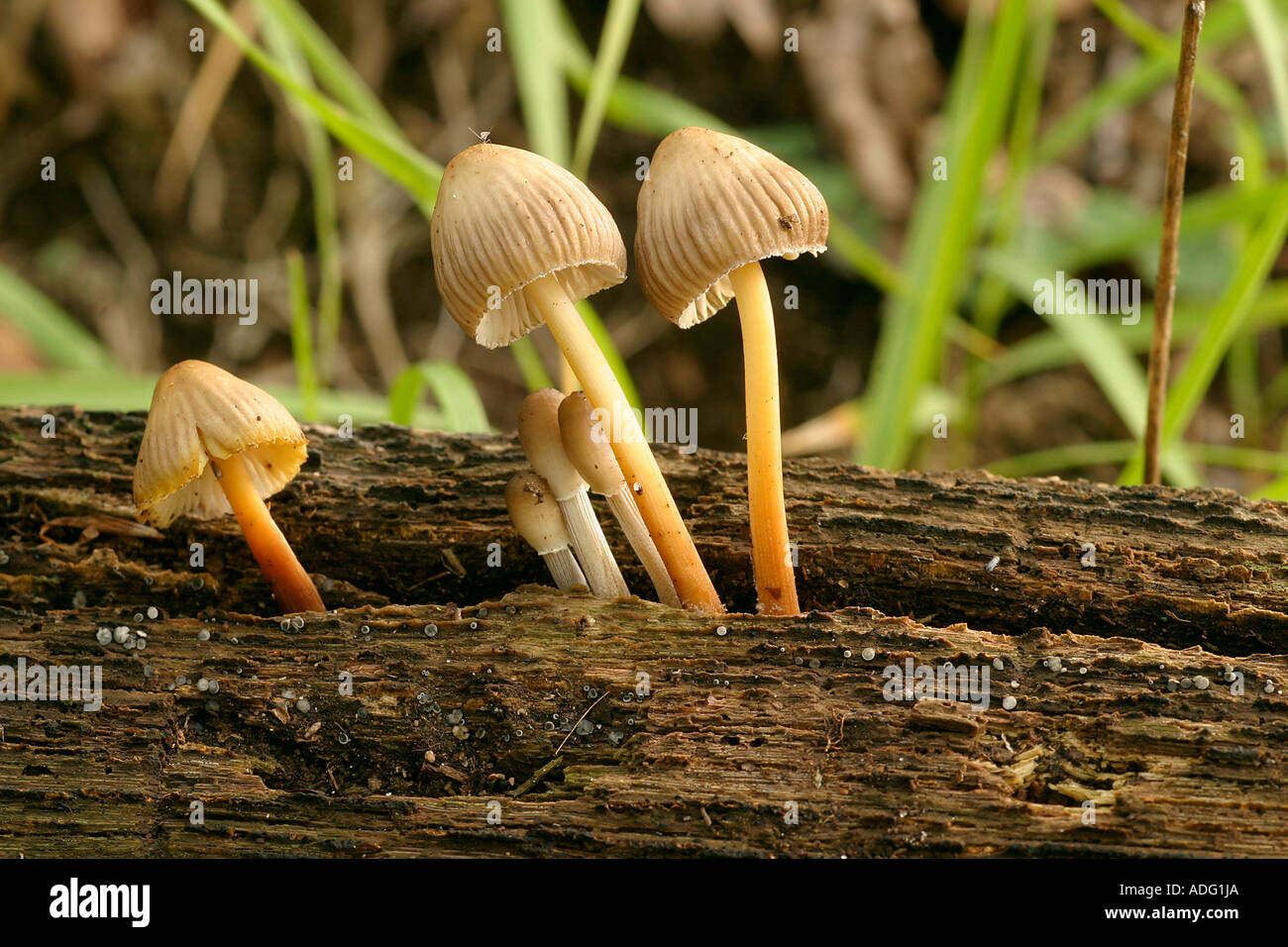 Coprinus sp hi-res stock photography and images - Alamy