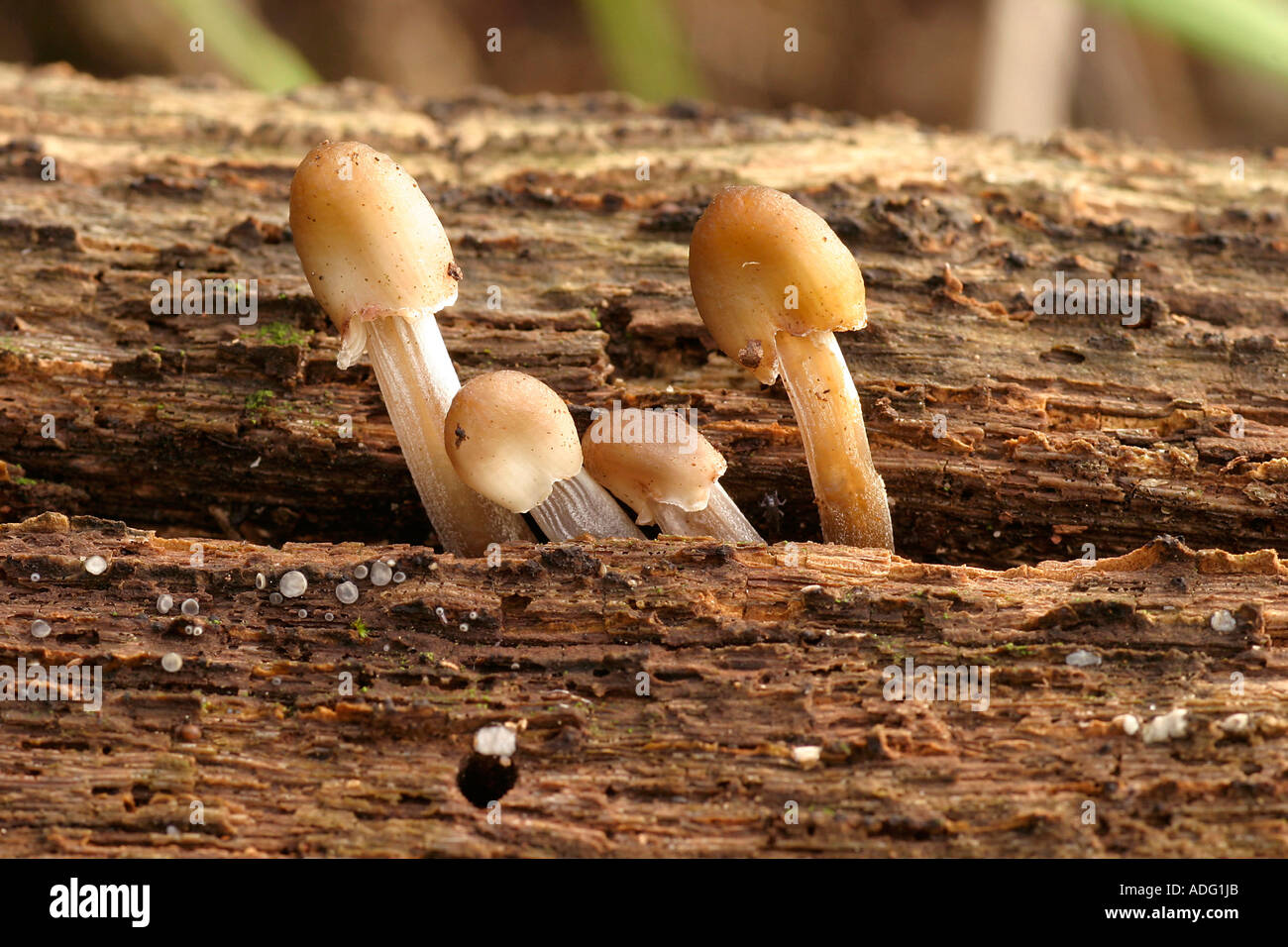 Coprinus sp hi-res stock photography and images - Alamy