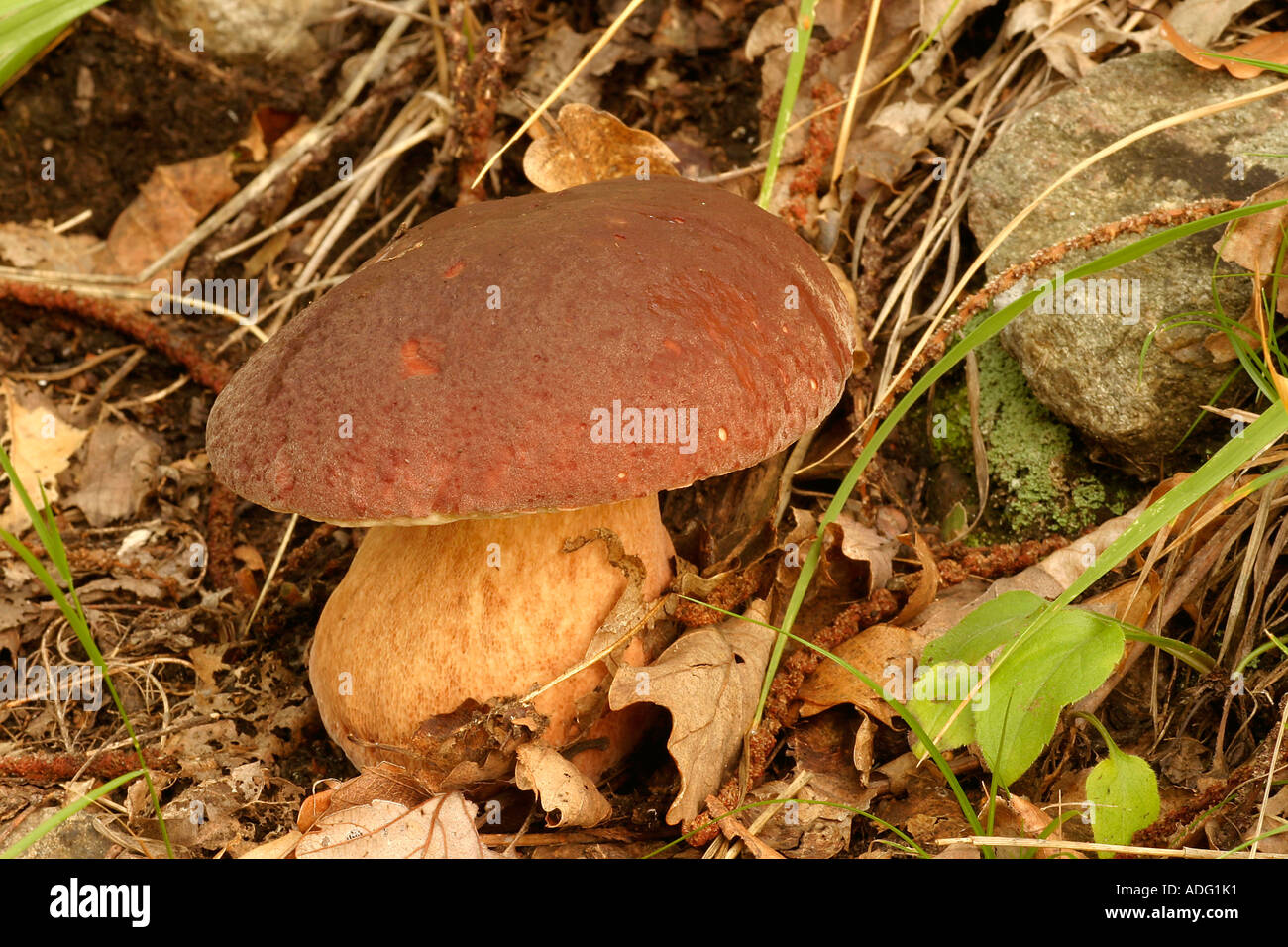 Boletus aereus hi-res stock photography and images - Alamy