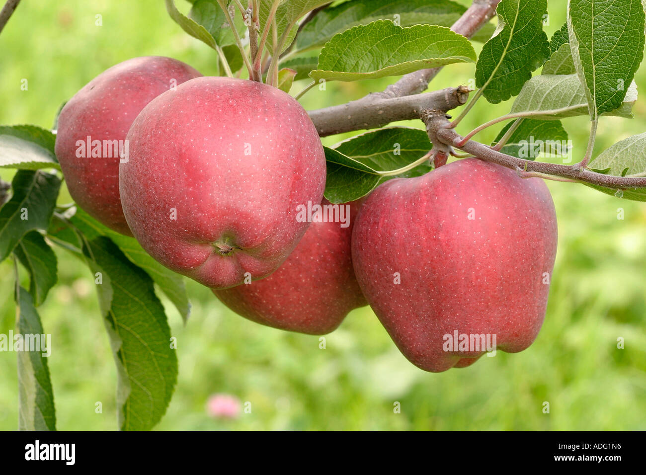 Stark delicious apple hi-res stock photography and images - Alamy