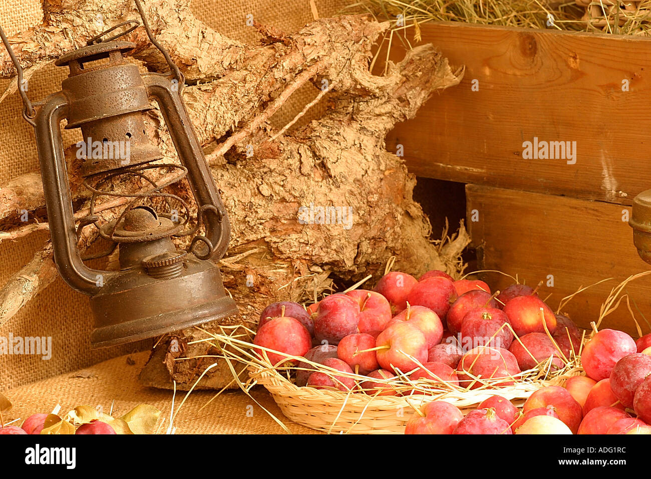 Crab apple Italy Stock Photo - Alamy