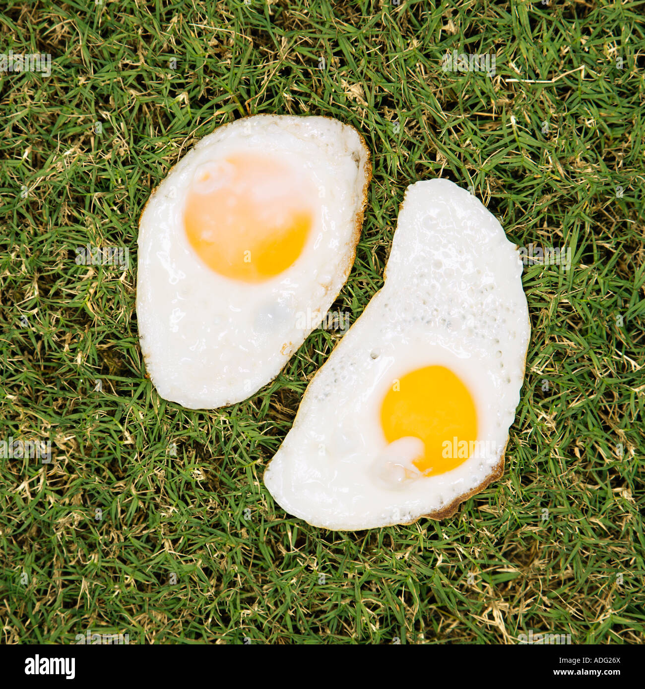 Two fried eggs on grass Stock Photo - Alamy