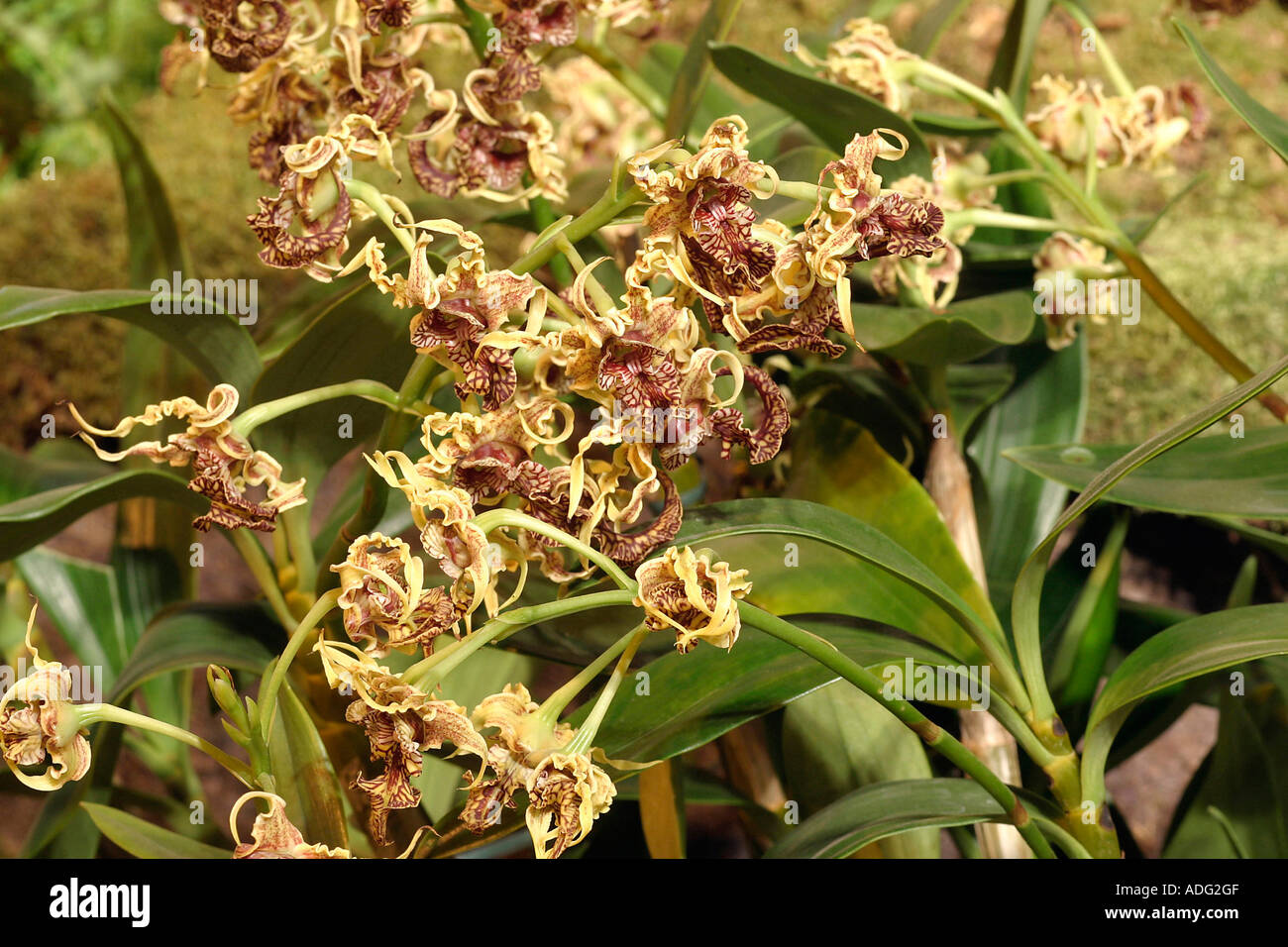 Dendrobium spectabile orchid Stock Photo - Alamy