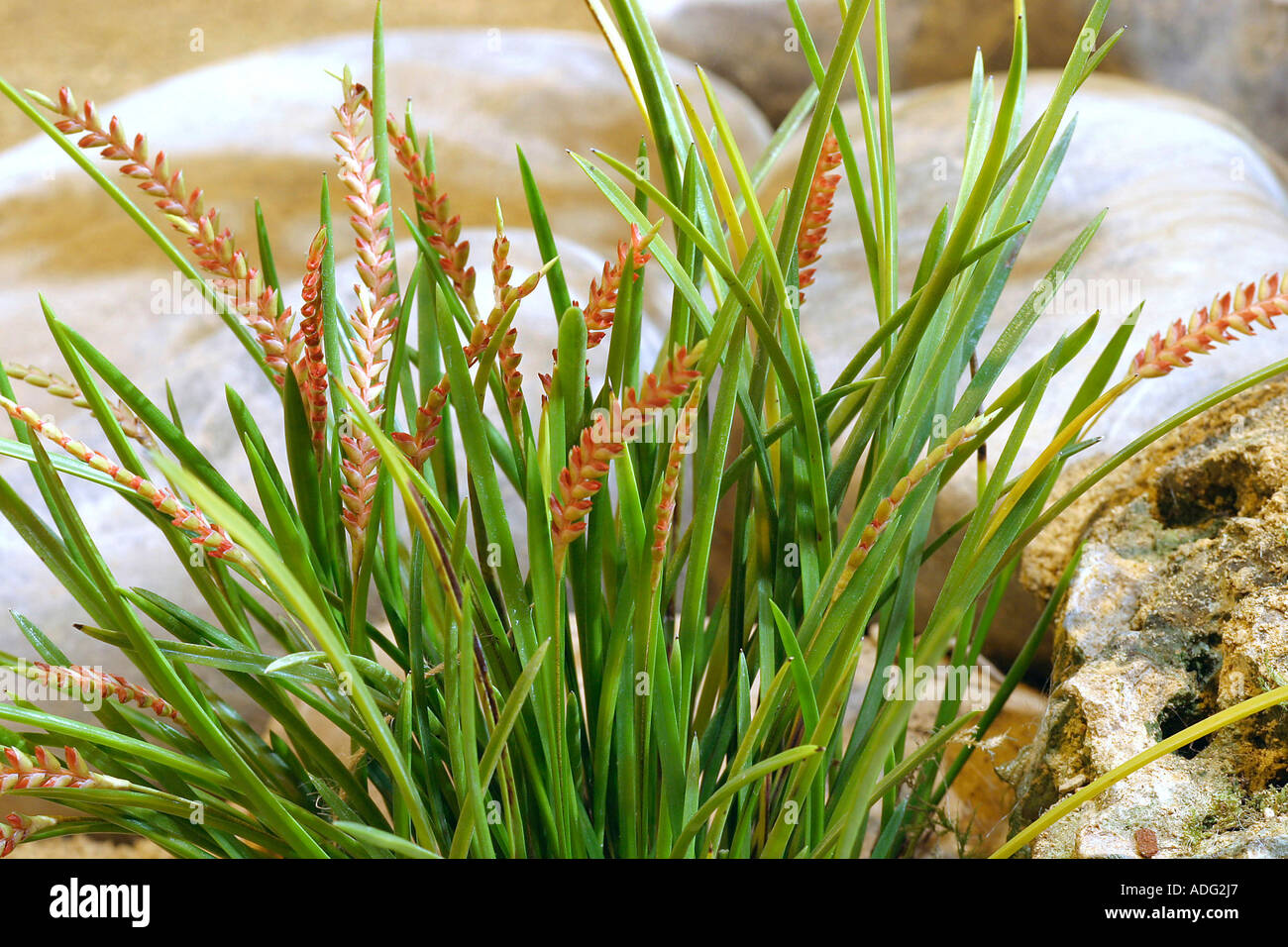 Dendrochilum wenzelii hi-res stock photography and images - Alamy