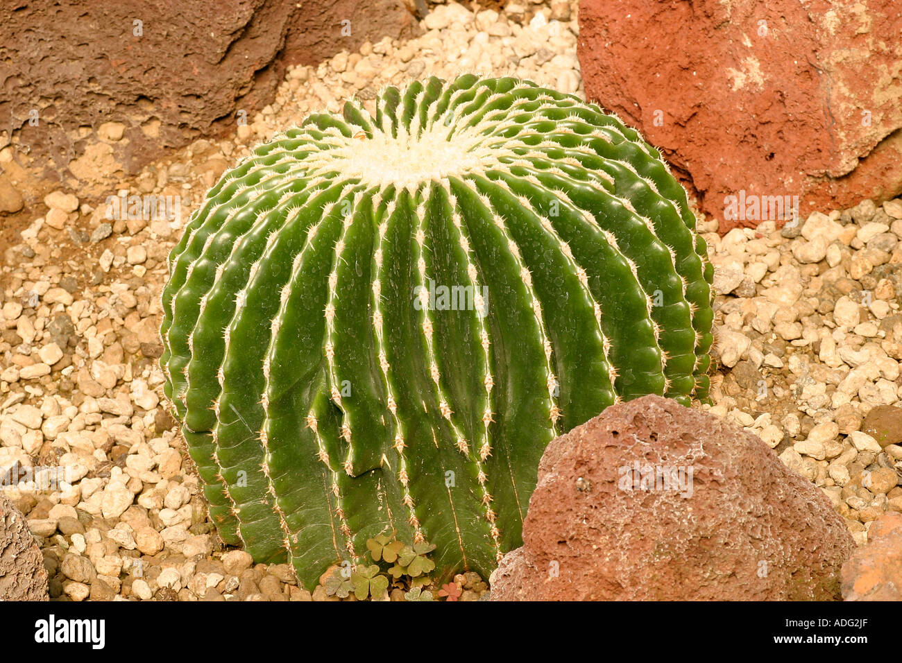 Inermis cactus hi-res stock photography and images - Alamy