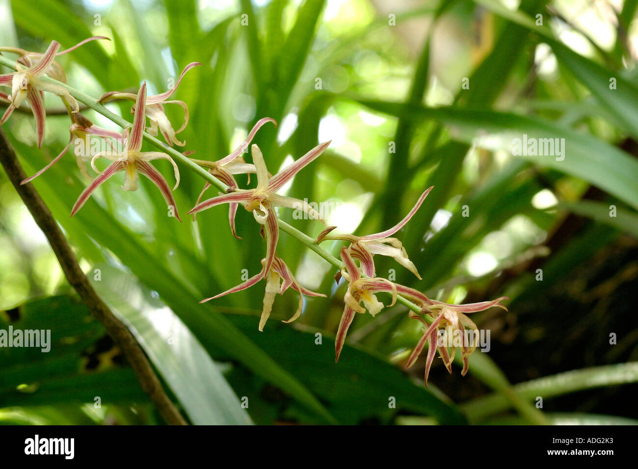 Eria sp orchid hi-res stock photography and images - Alamy
