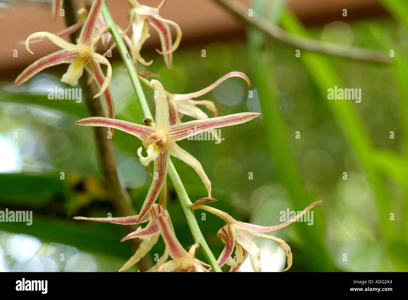 Eria sp orchid hi-res stock photography and images - Alamy
