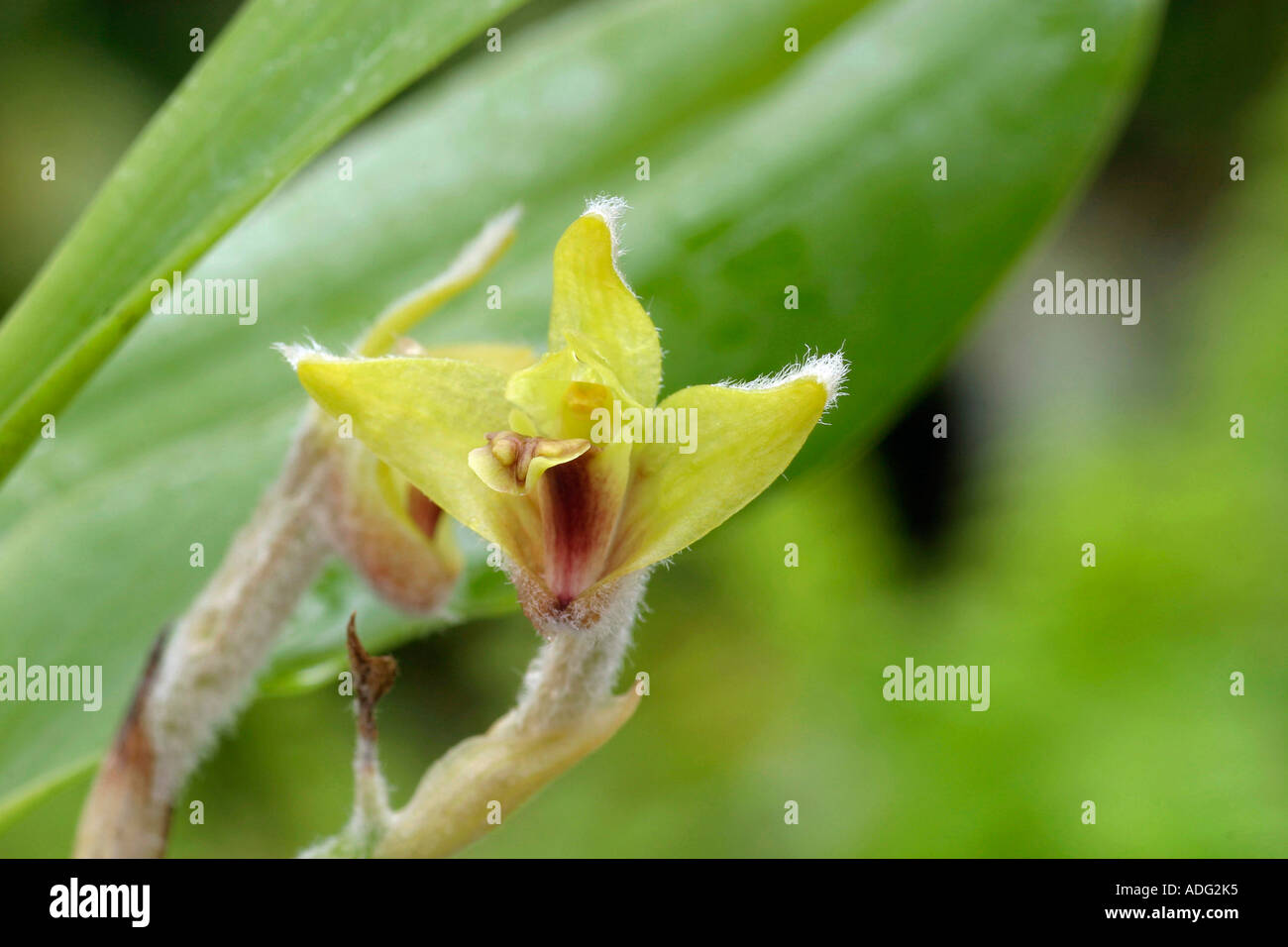 Eria sp orchid hi-res stock photography and images - Alamy