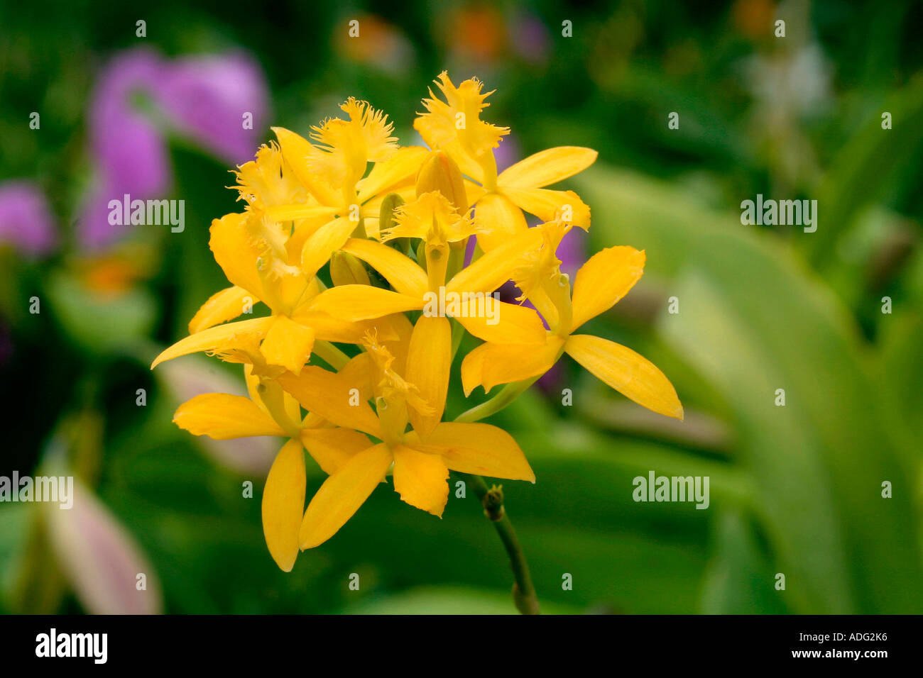 Epidendrum ibaguense orchid Stock Photo - Alamy