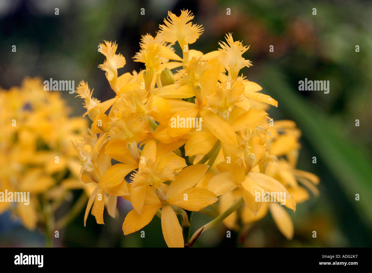 Epidendrum hybrid orchid Stock Photo - Alamy