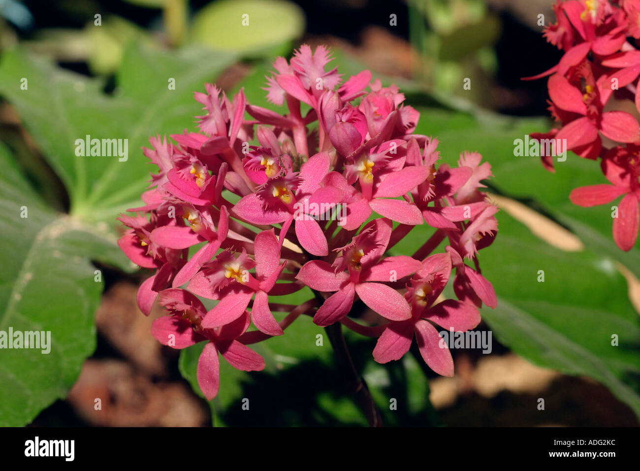 Epidendrum hybrid orchid Stock Photo - Alamy
