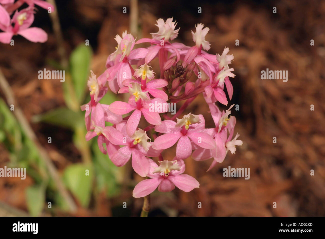 Epidendrum hybrid hi-res stock photography and images - Alamy