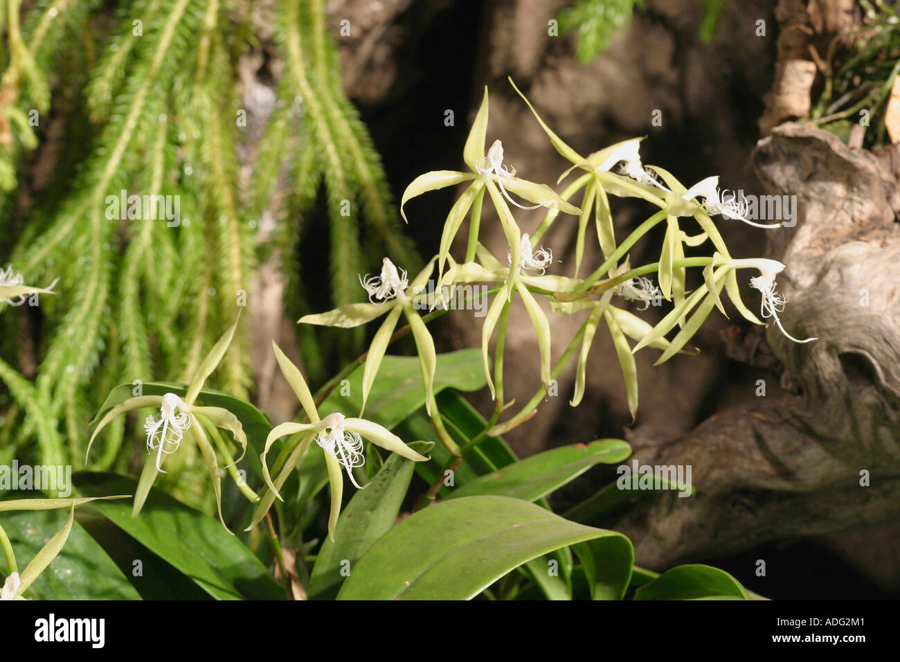 Ciliare hi-res stock photography and images - Alamy