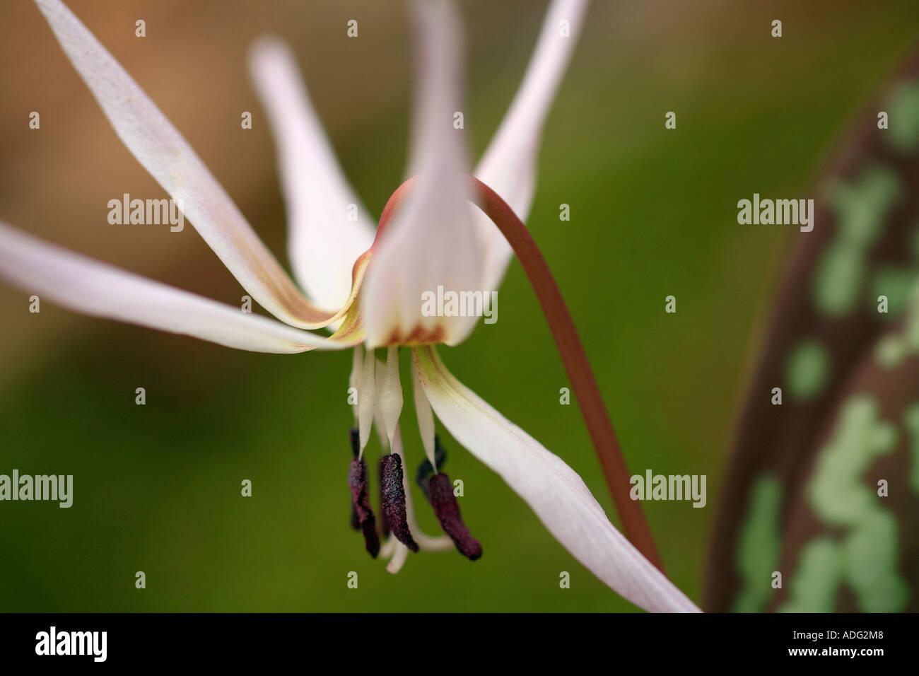 Erythronium dens canis dente di caneEuropean dog s tooth violet Stock ...