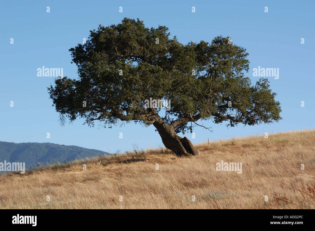 Lone Oak Tree Stock Photo - Alamy