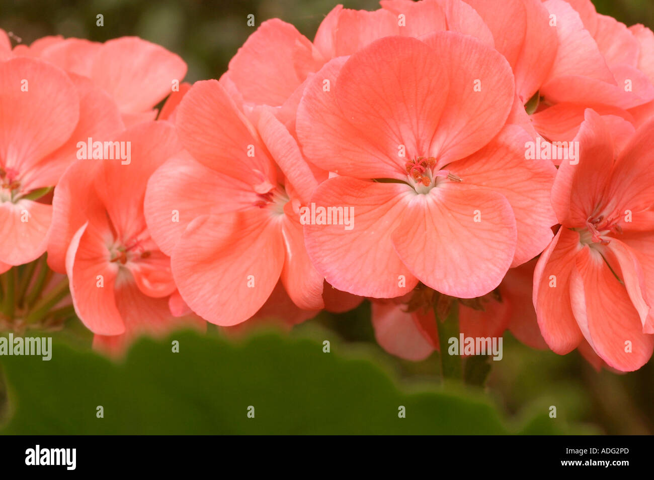 Pelargonium zonale Rococï¿½ zonal pelargonium geranio zonale Stock ...