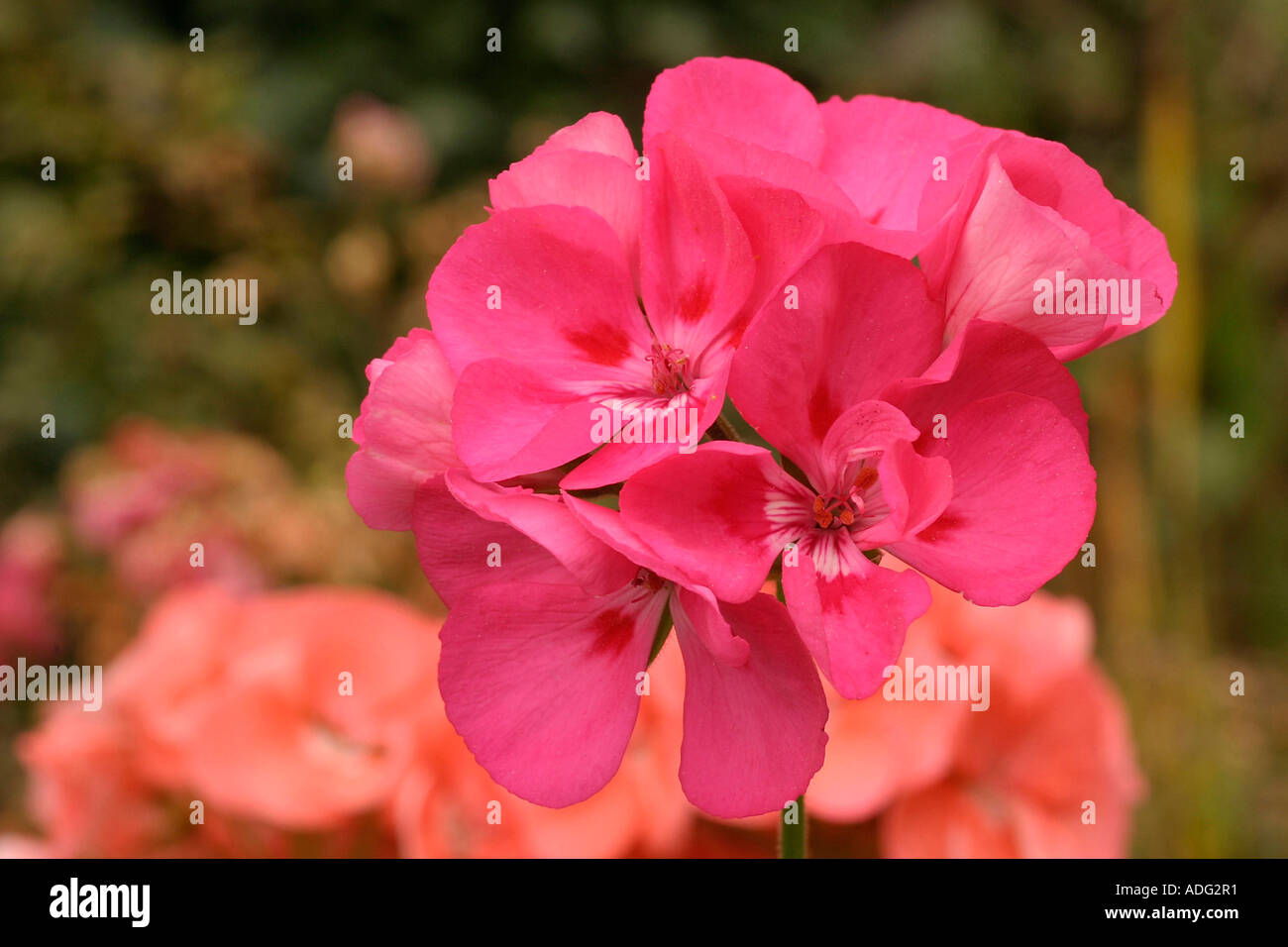 Zonal pelargonium hi-res stock photography and images - Alamy