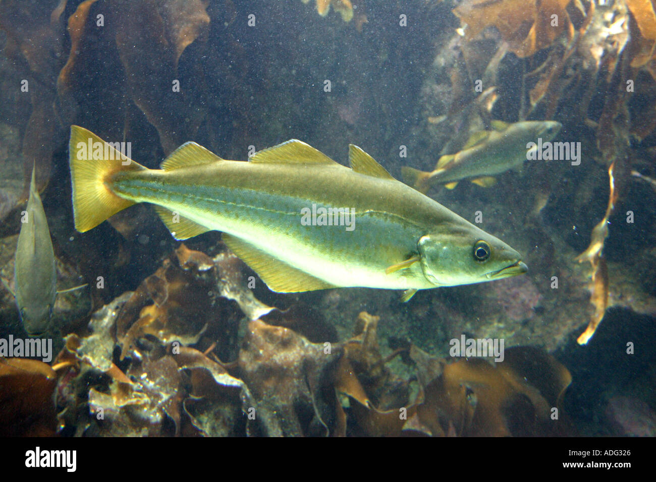 Pollack hi-res stock photography and images - Alamy