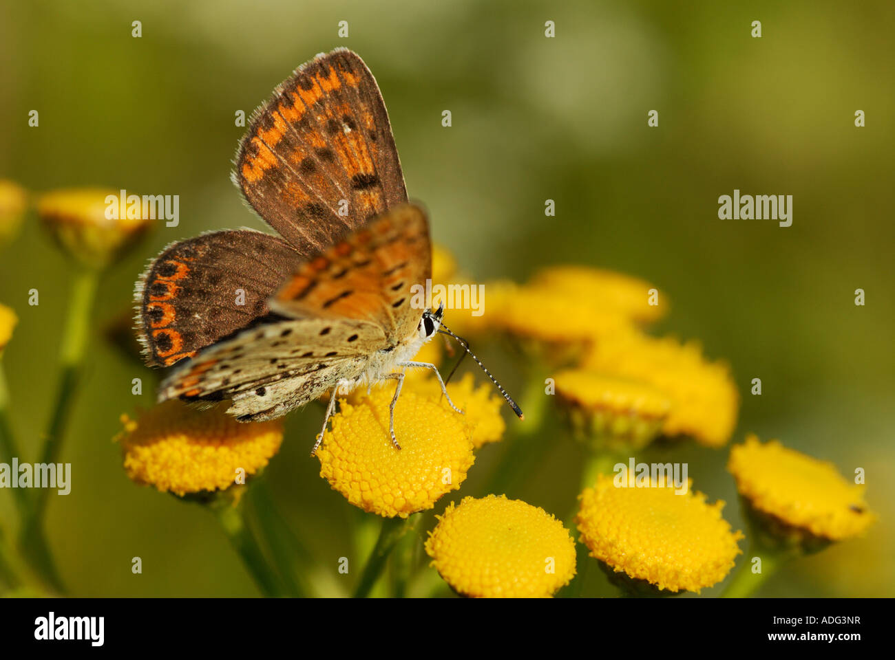Sooty Copper (Lycaena tityrus Stock Photo - Alamy