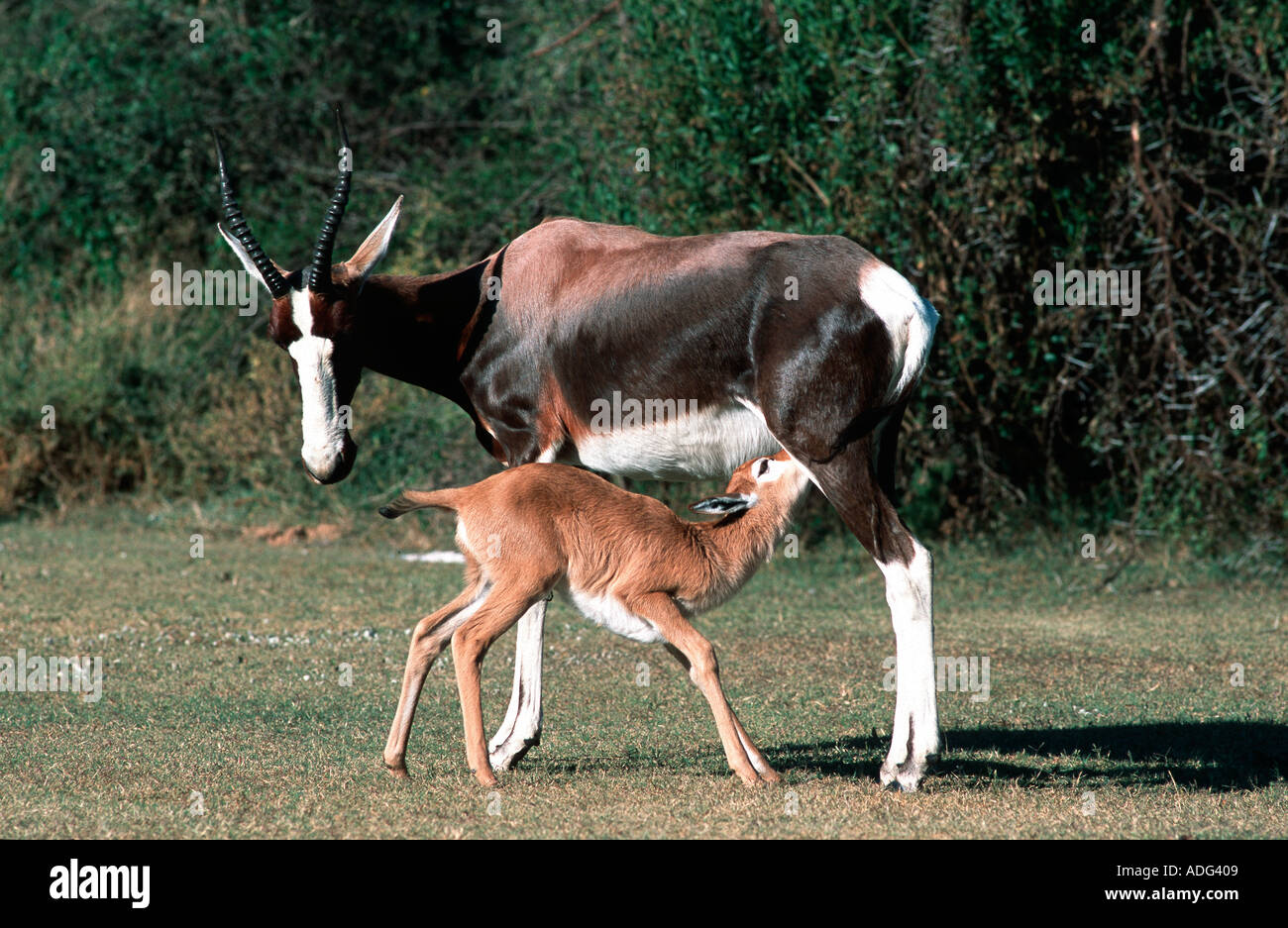 Baby Bontebok