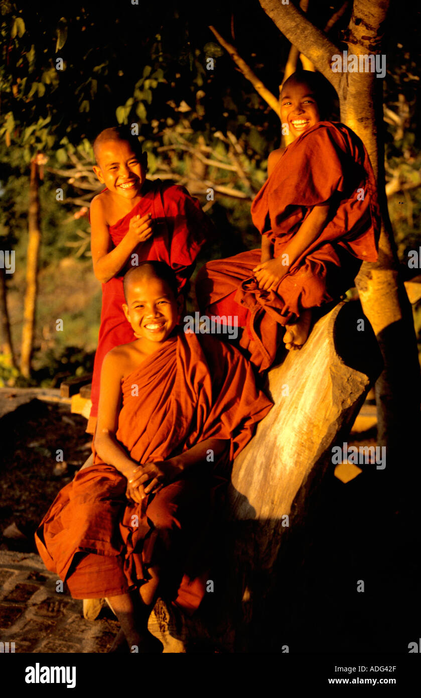 Burmese boy monks in robes sitting up in a tree in the golden evening ...