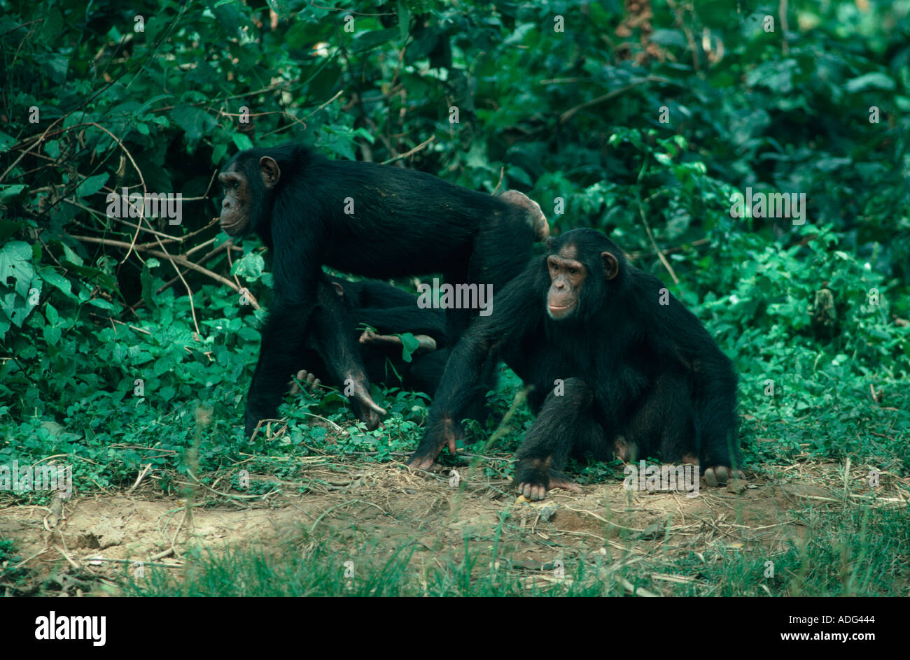 New chimpanzees hi-res stock photography and images - Alamy