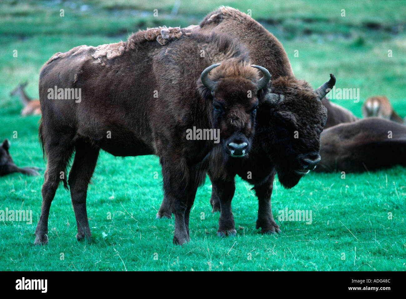 European bison uk hi-res stock photography and images - Alamy