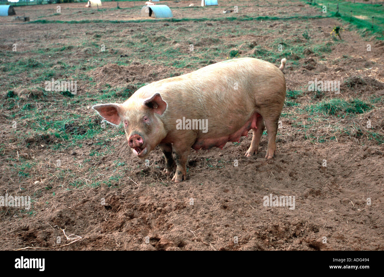 France pigs hi-res stock photography and images - Alamy