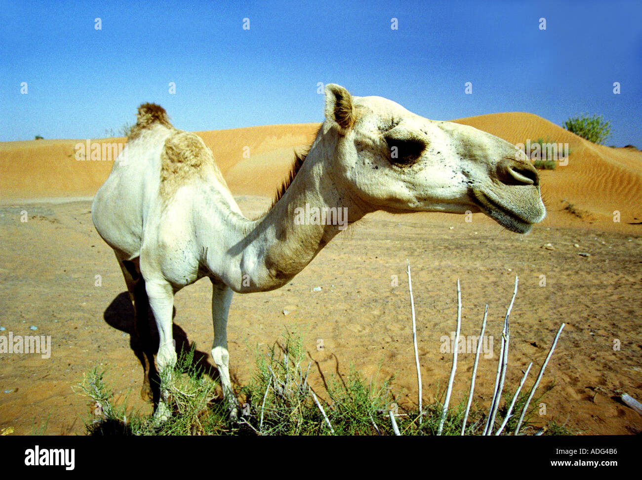 Camel desert Arabian Middle east Dubai Stock Photo - Alamy