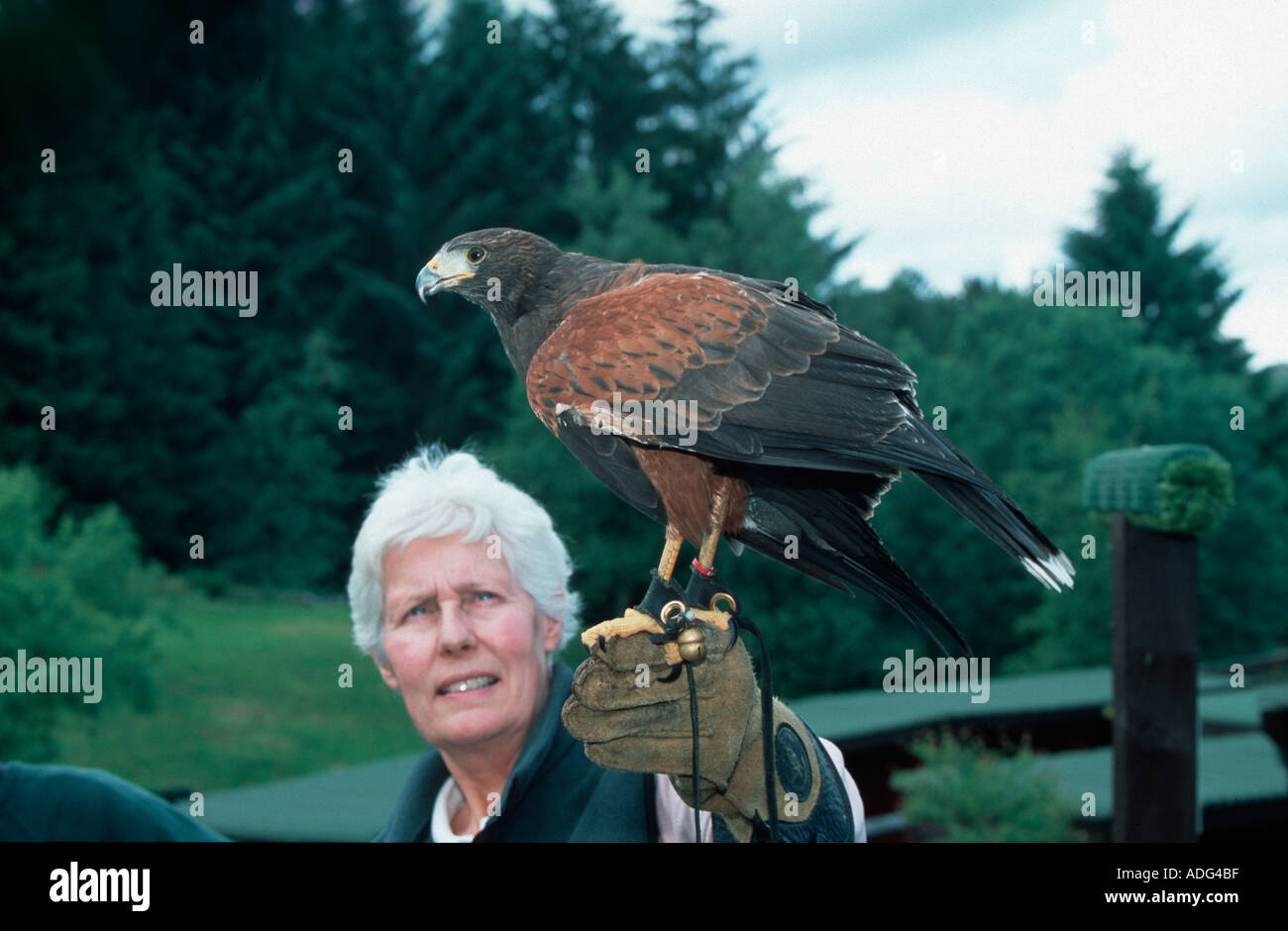 Women holding Harris hawk Parabuteo unicinctus Kiedlerwater Bird of ...