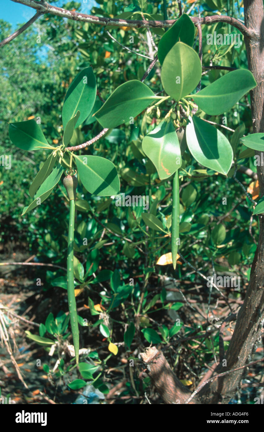 Mangrove rhizophora sp hi-res stock photography and images - Alamy