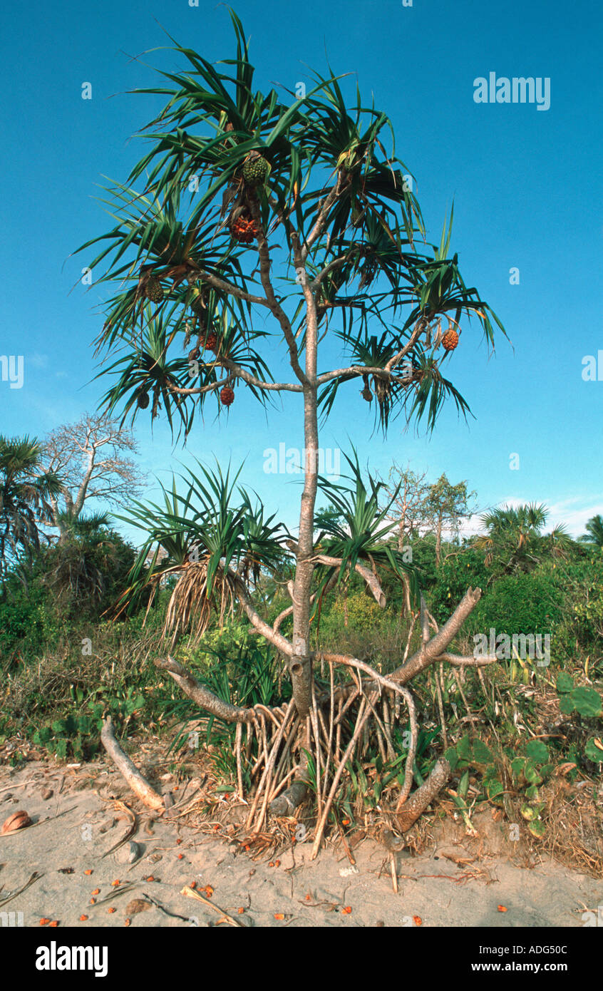Screw pine Pandanus showing prop roots Tanzania Coast Stock Photo - Alamy