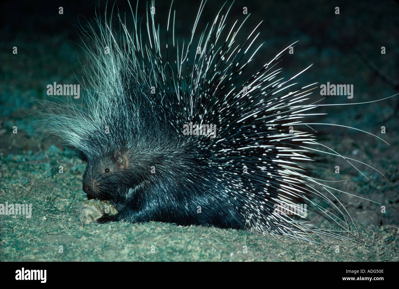 African porcupine at night Hystrix africae australis South Luangwa ...