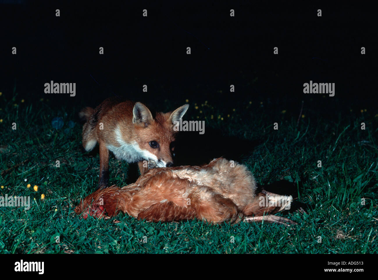 Chicken and fox hi-res stock photography and images - Alamy