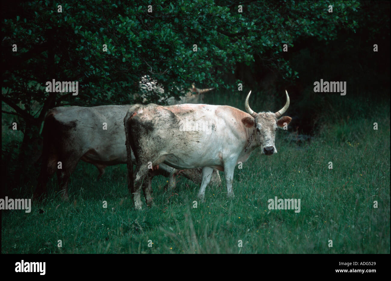 Chillingham wild cattle hi-res stock photography and images - Alamy