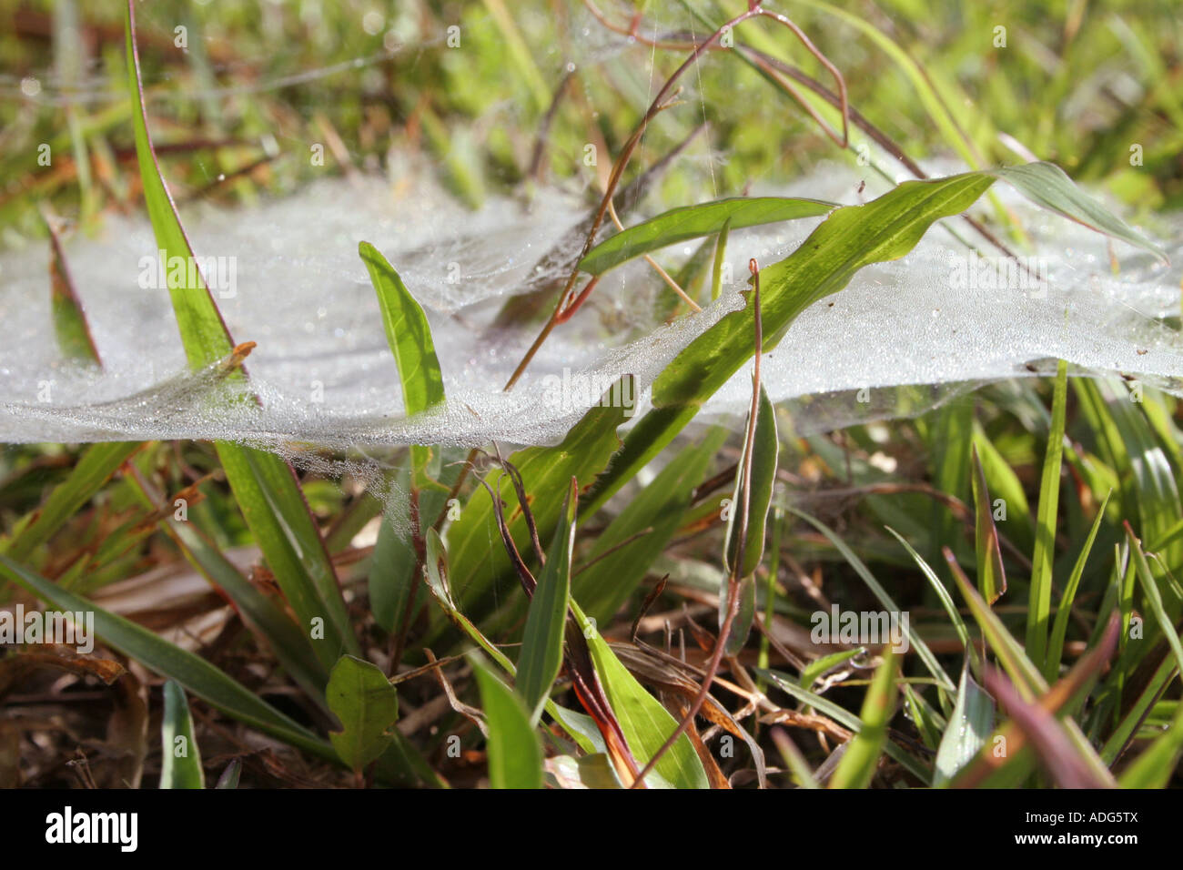 Dew on spider web Stock Photo - Alamy