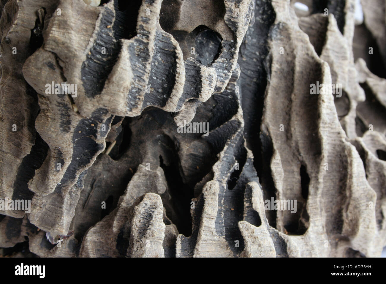 Teredo worm hi-res stock photography and images - Alamy