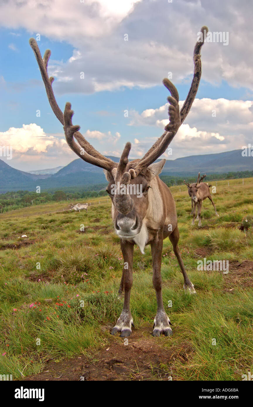 Scottish feet hi-res stock photography and images - Alamy