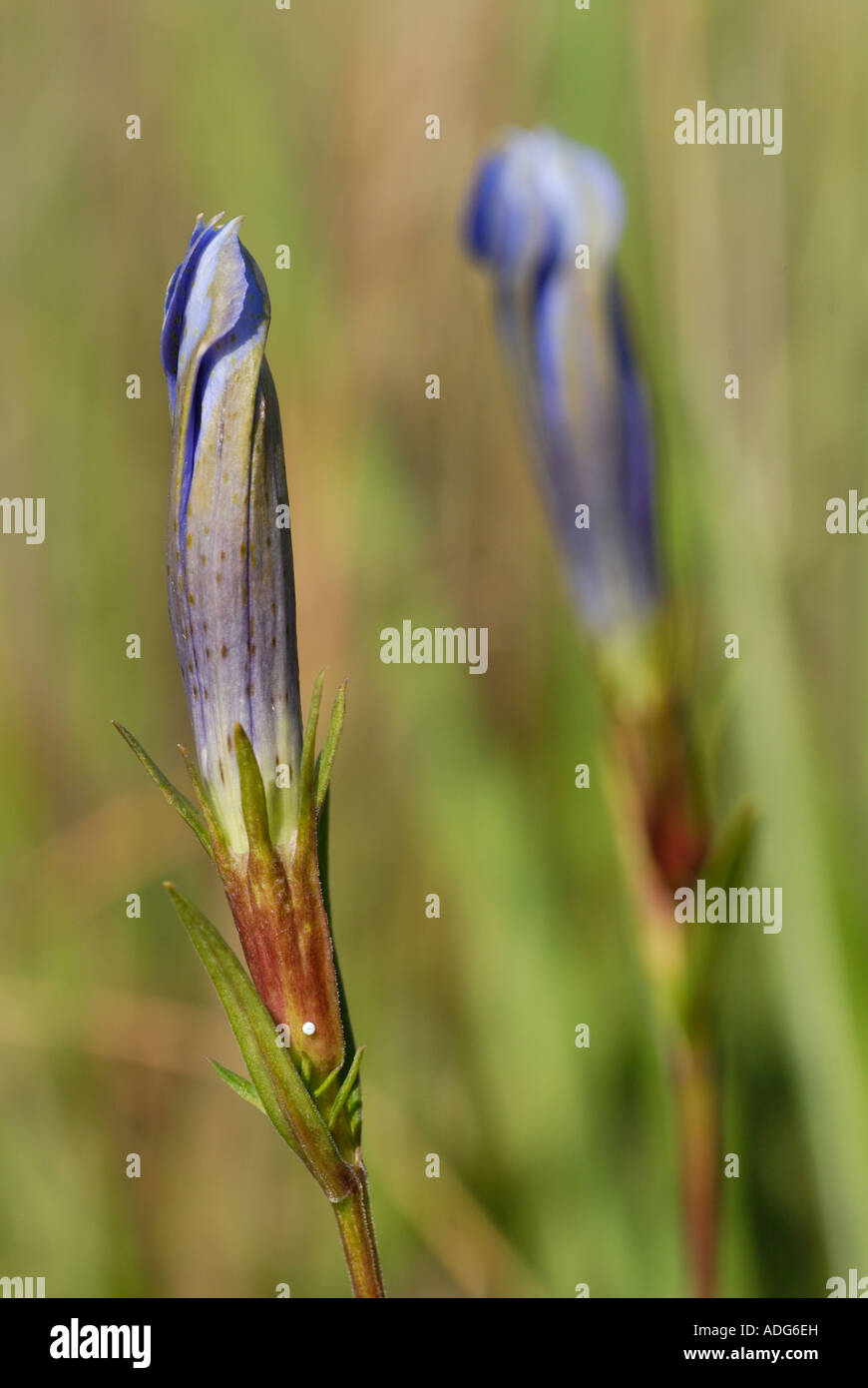 Alcon Blue (Maculinea alcon) egg Stock Photo - Alamy