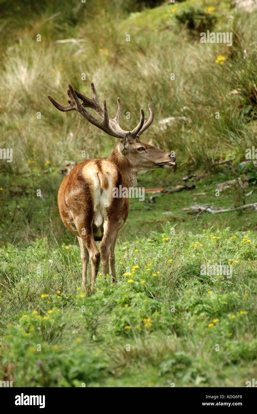 Red deer stag Stock Photo - Alamy