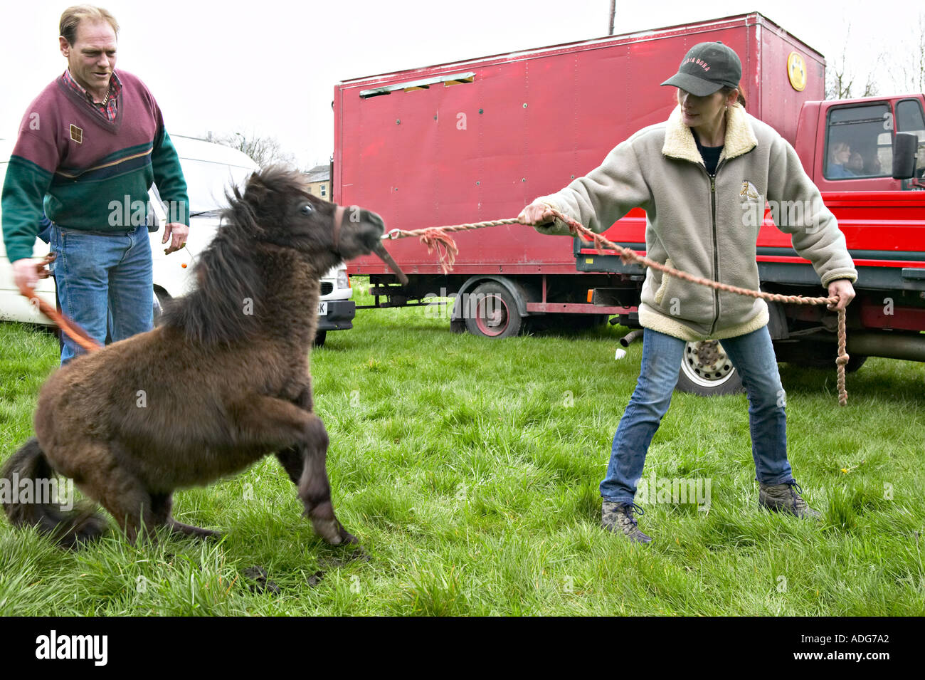 Stubborn Horse Breeds at Nancy Sheridan blog